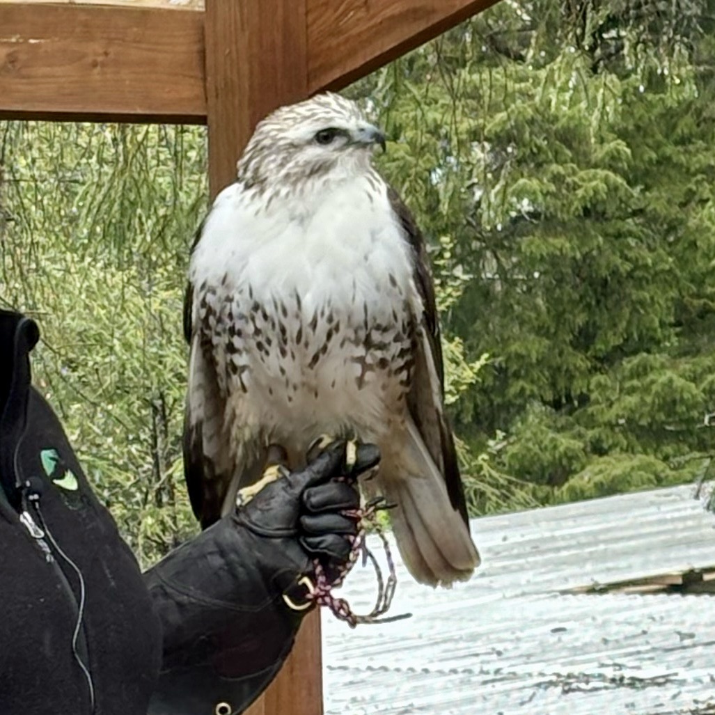 Visiting Alaska Raptor Center, Sitka – The Roaming Wolf