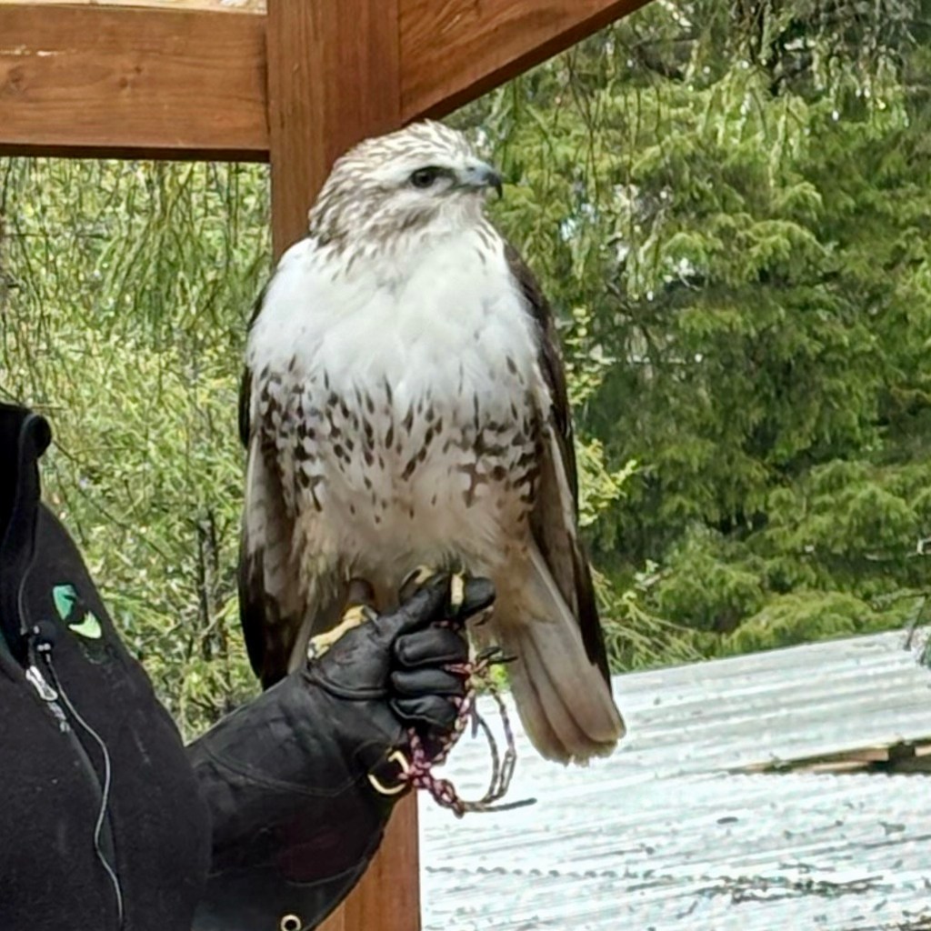 Visiting Alaska Raptor Center, Sitka – The Roaming Wolf